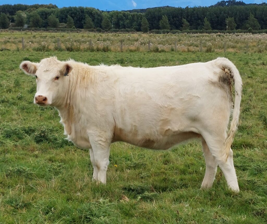 Shorthorn